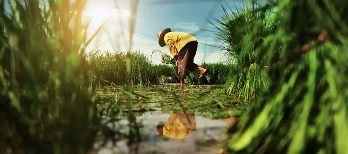 Agriculture Farming - Live Stock Farm USA