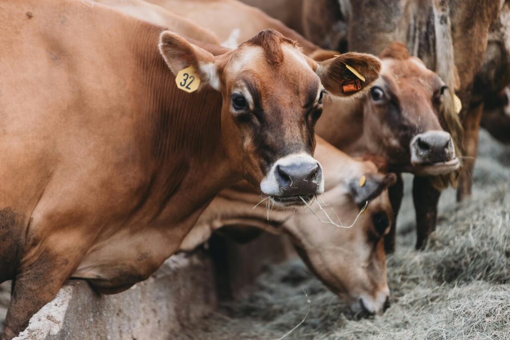 Feeder Cattle Prices Surging in 2026 — And What It Means for Buyers ...