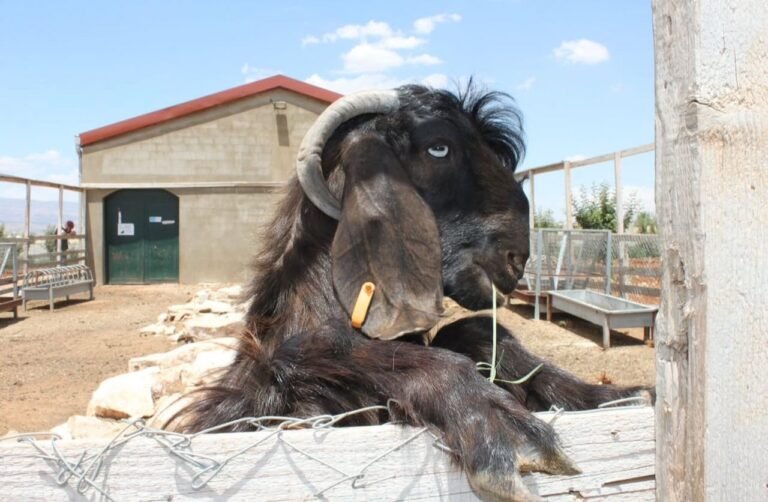 Damascus Goat - Live Stock Farm USA
