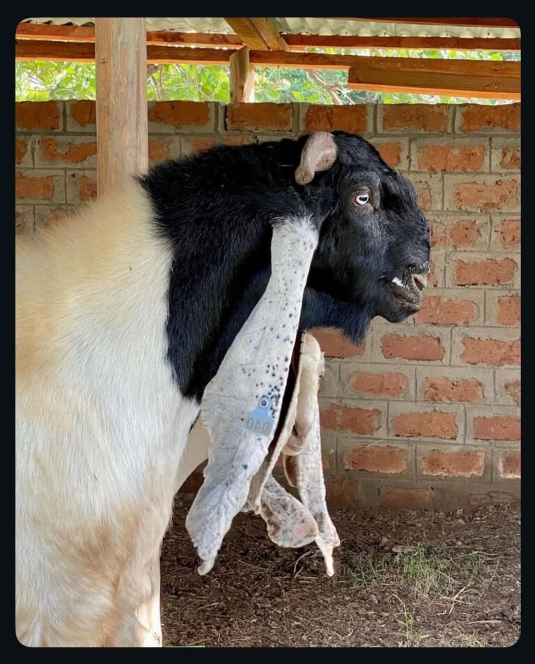 Damascus Goat - Live Stock Farm USA