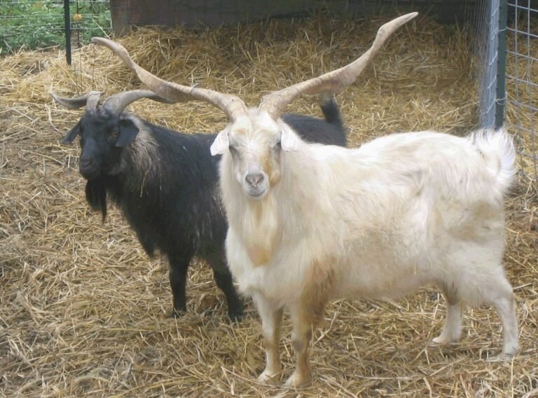 Cashmere Goats for Sale - Live Stock Farm USA