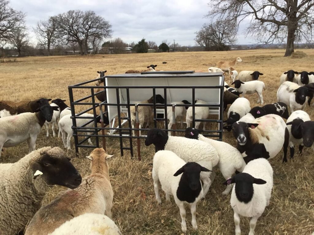Dorper Sheep for Sale – Fast-Growing Meat Sheep for Profitable Farming ...