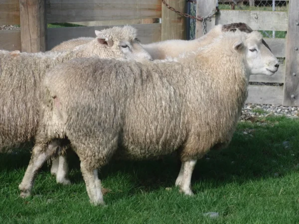 Romney Sheep for Sale – Hardy Dual-Purpose Sheep for Wool and Meat ...